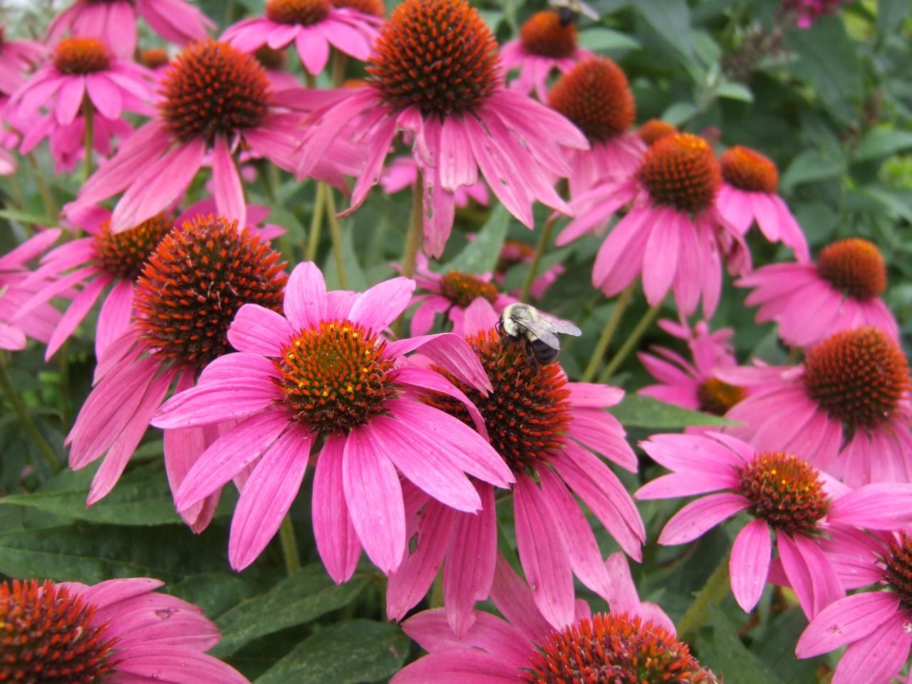 Perennials - Carefree Lawn Center